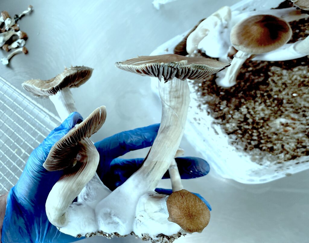 Research & Development of Psilocybin Medicines in Australia - BLS